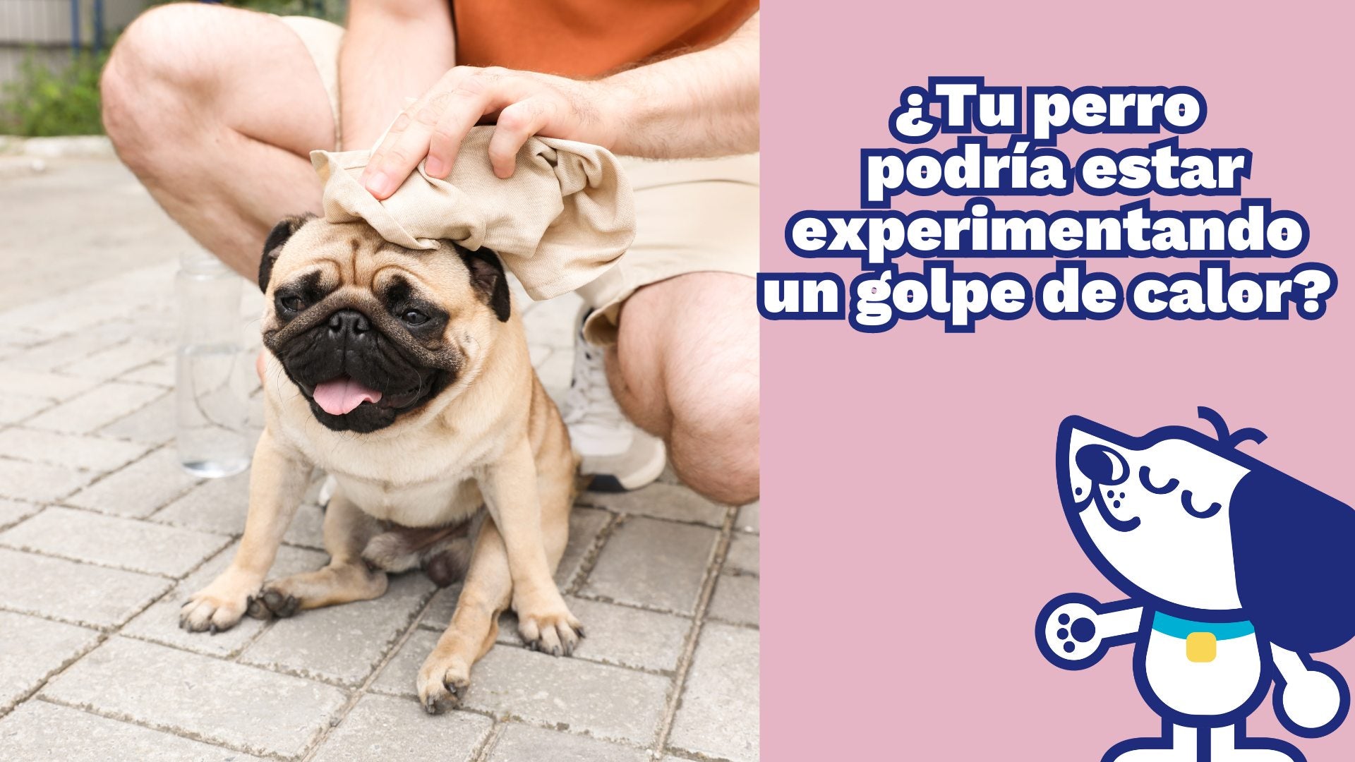 ¿Tu Perro Podría Estar Experimentando un Golpe de Calor? – Camita Bienestar