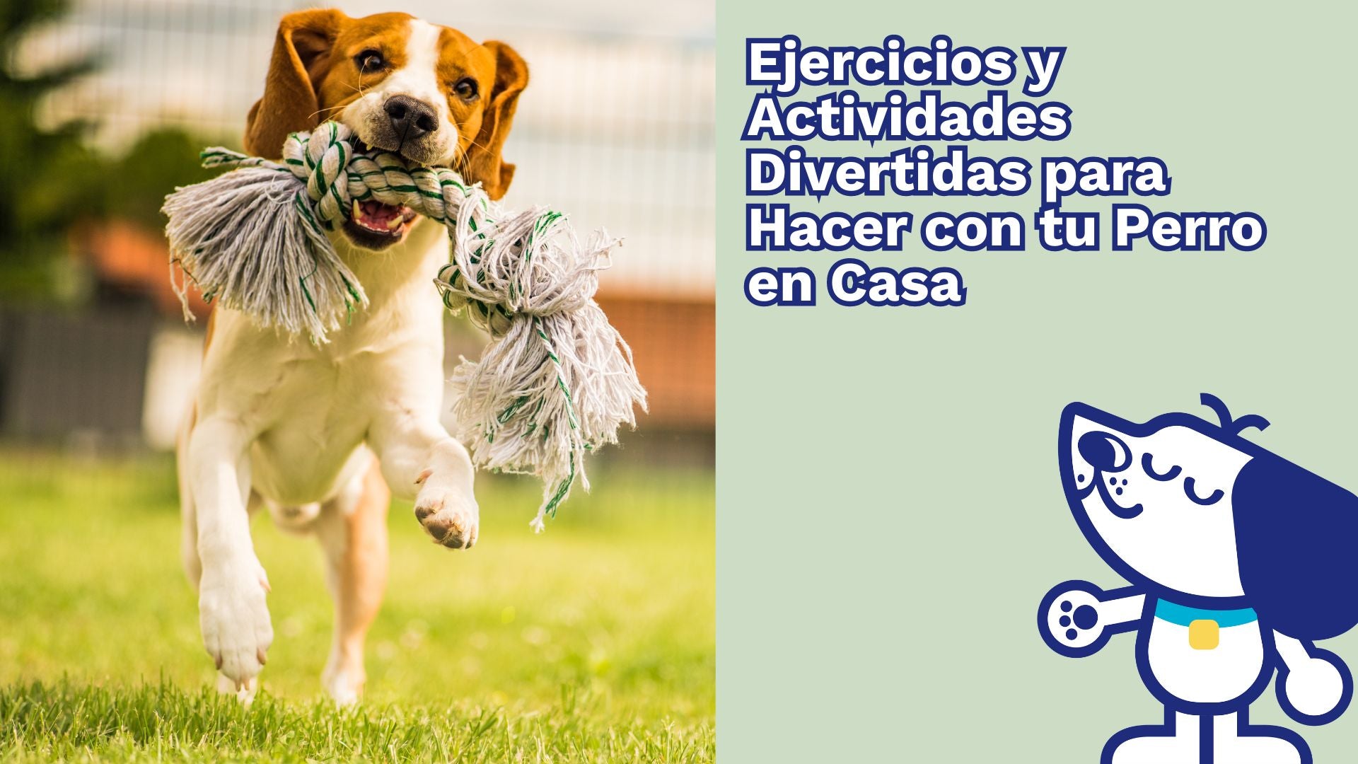 Ejercicios y Actividades Divertidas para Hacer con tu Perro en Casa ...