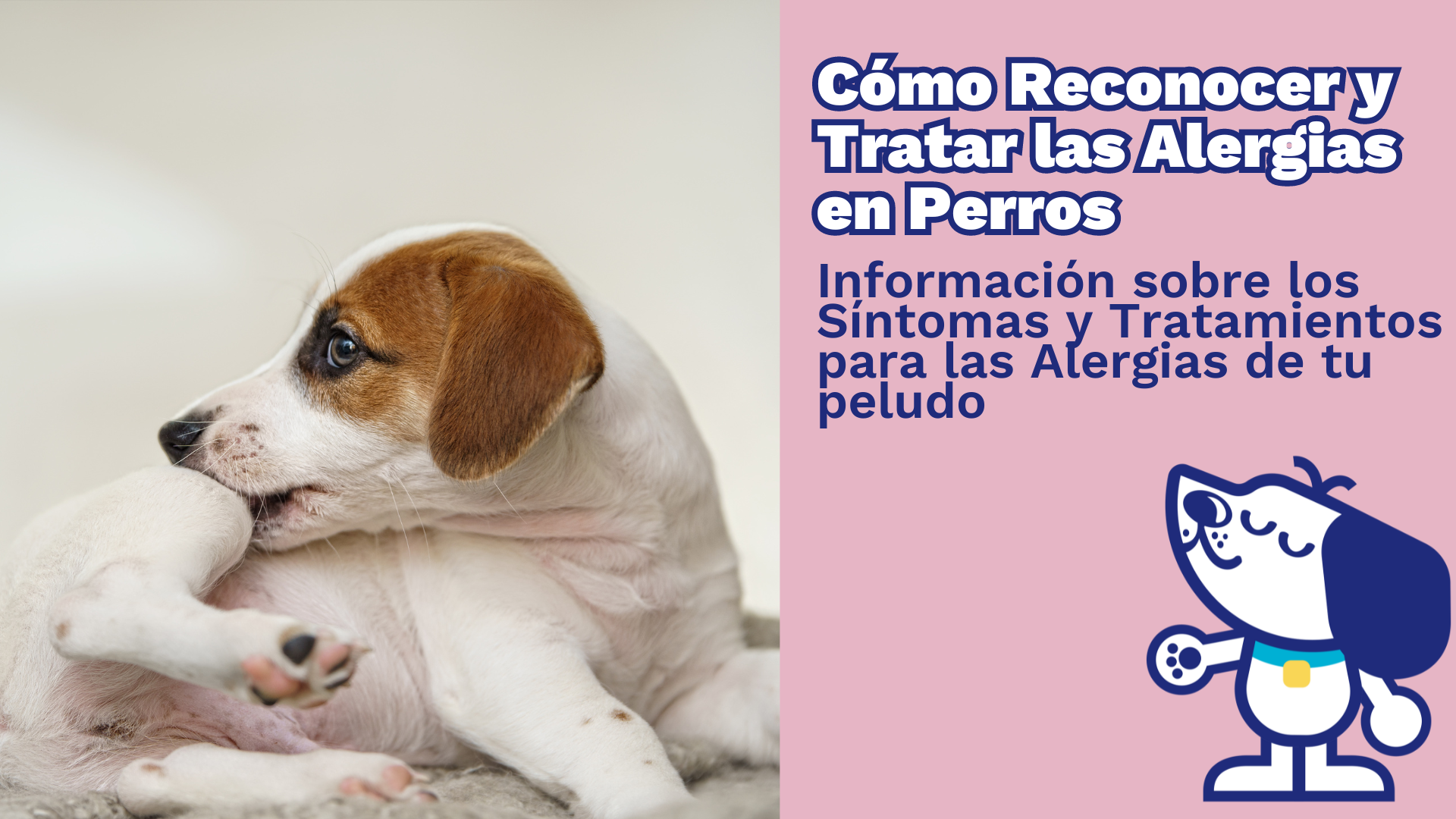 Cómo Reconocer y Tratar las Alergias en Perros – Camita Bienestar