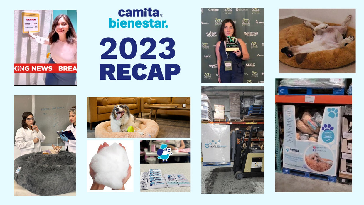 ¿Qué es la miasis canina? Síntomas y tratamiento - Blog de Camita Bienestar